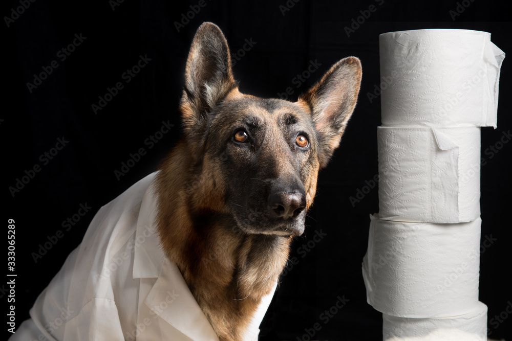 Toilet paper next to dog for Corona Virus Concept. Health on Black ...