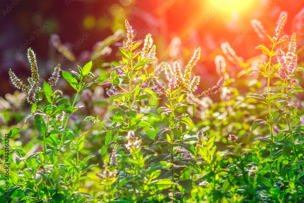 flowers mint, Field mint Mentha Canadensis are blooming with fresh ...