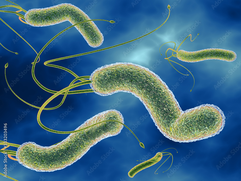 Helicobacter pylori bacterias, causing peptic ulcer disease, gastritis ...
