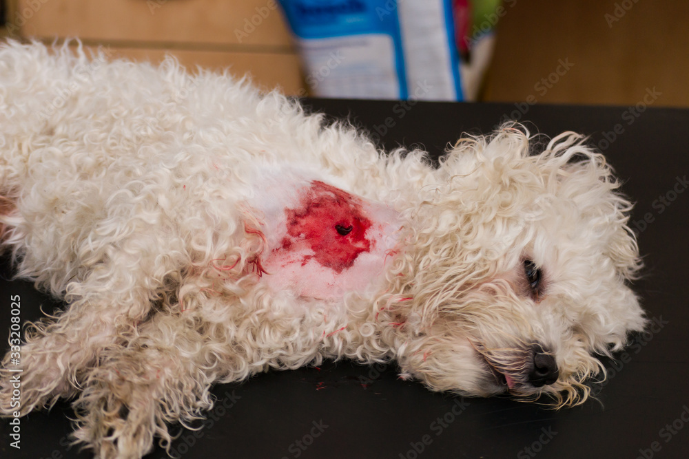 white dog with bite wound at the veterinary clinic Stock Photo | Adobe ...