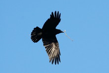 Crow With Nesting Material Free Stock Photo - Public Domain Pictures