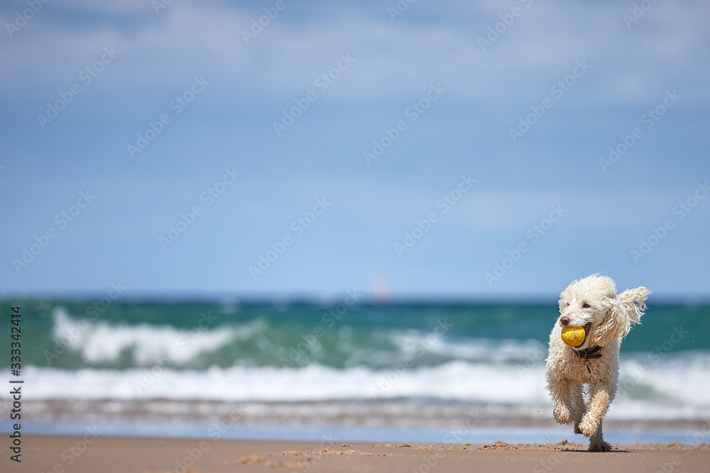 Miniature Poodle pedigree dog running and playing fetch with a yellow ...