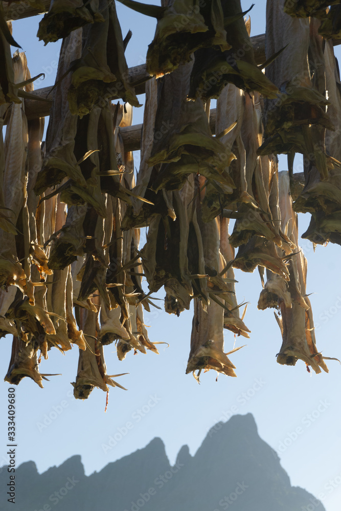 Wooden drying racks for stockfish on the foreshore in Lofoten islands ...
