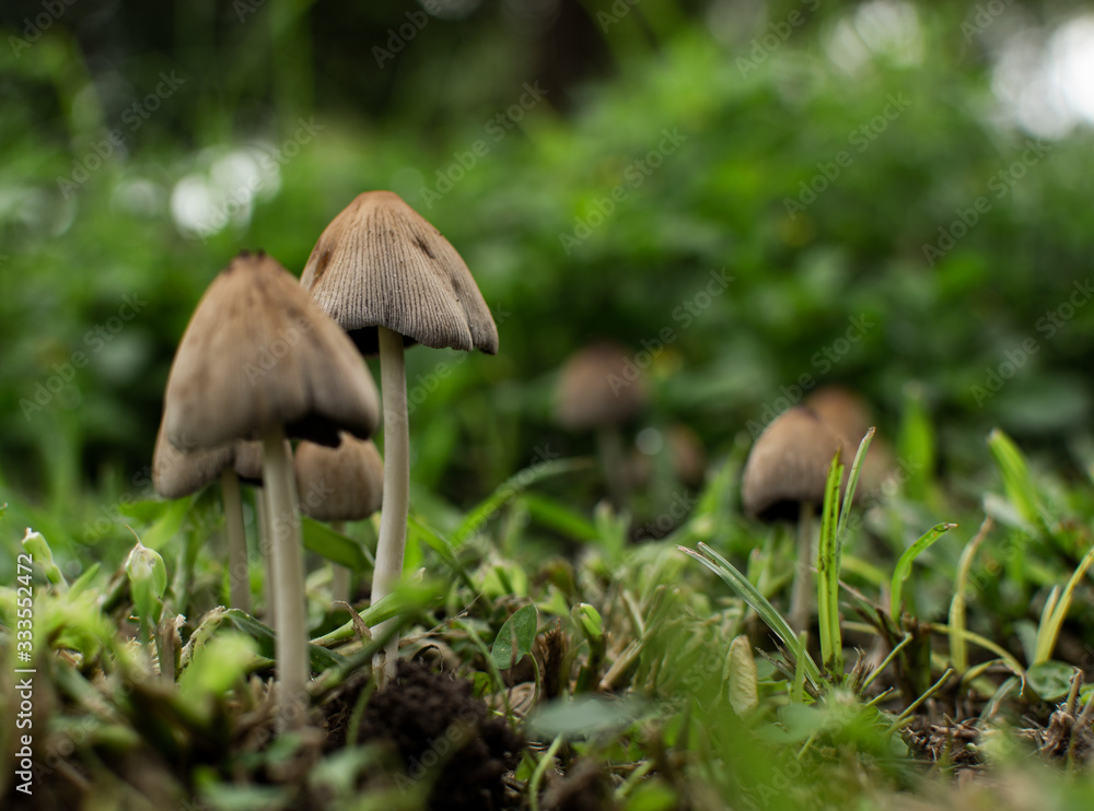 ภาพถ่าย Stock hongos entre maleza y pastizales pasto verdes tierra ...