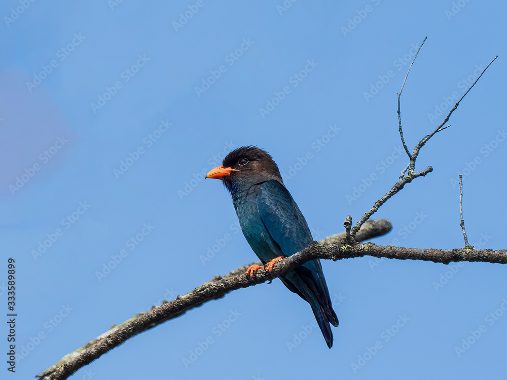 Foto The Oriental Dollarbird is a heavily built, flat-headed dark blue ...