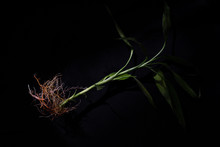 Fractal Spring Roots Free Stock Photo - Public Domain Pictures