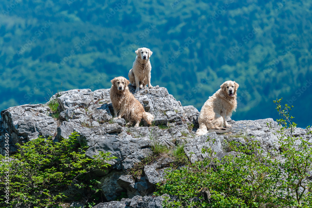 Three golden retrievers on a rock in the middle of a lake in mountain ...