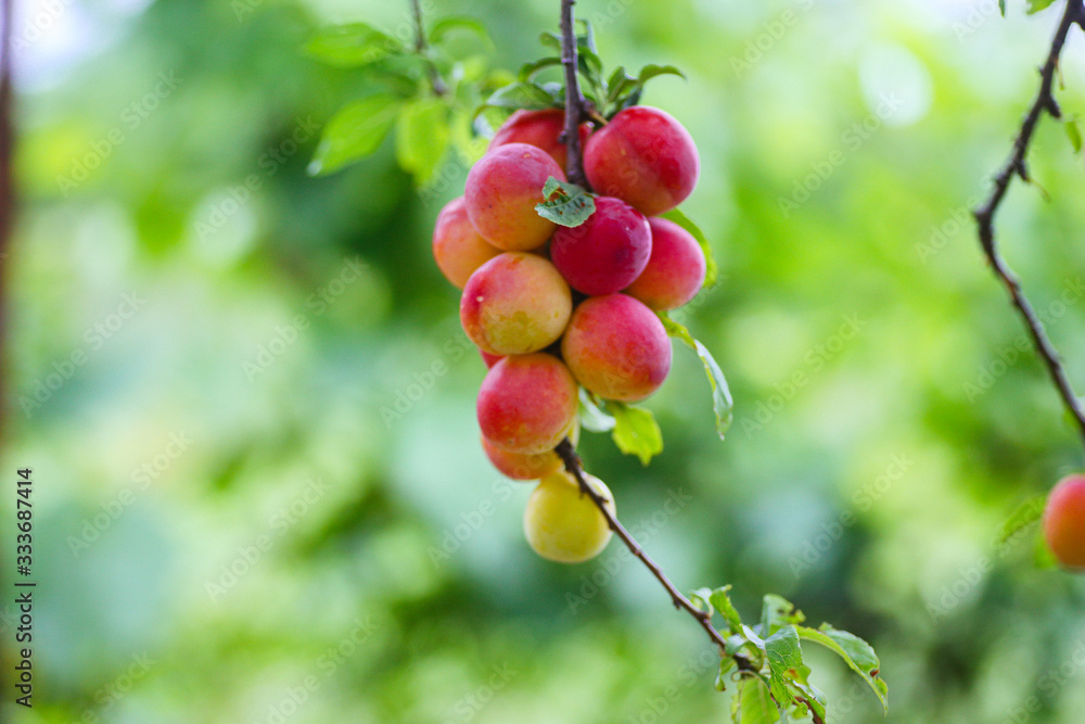 Stock-Foto „Cherry plum or Myrobalan Prunus cerasifera Yellow ripe ...