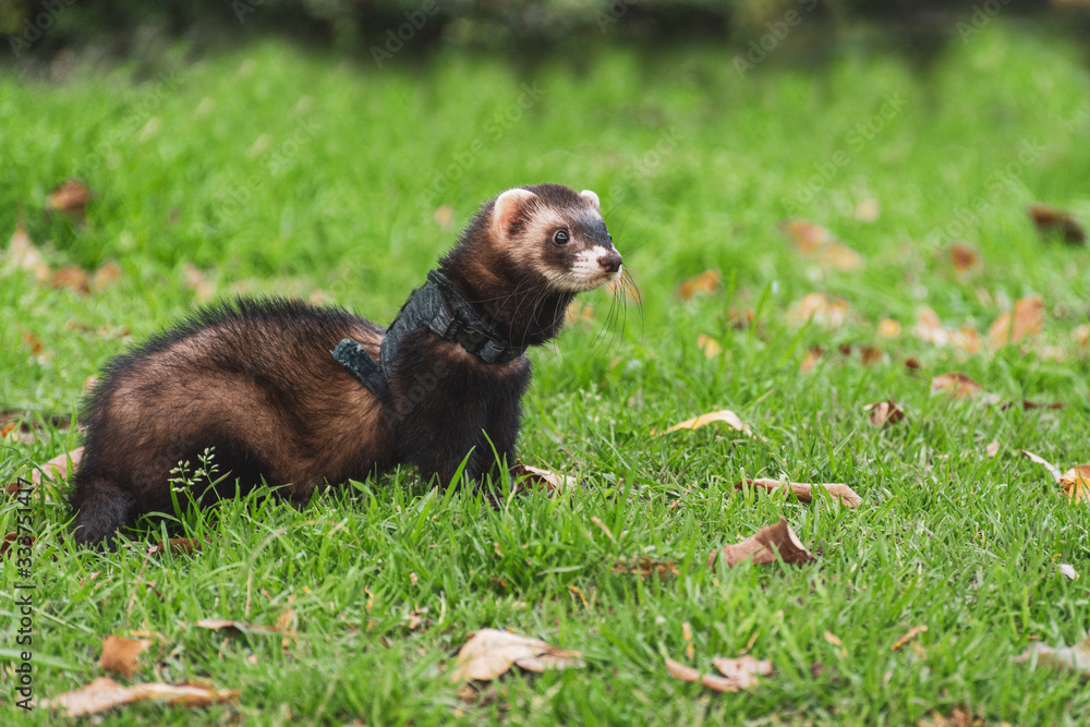 Hurón como mascota reposando en el pasto, amarrado con una correa ...