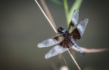 Widow Skimmer Dragonfly Close-up Free Stock Photo - Public Domain Pictures