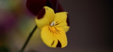Johnny Jump Up Flower Free Stock Photo - Public Domain Pictures