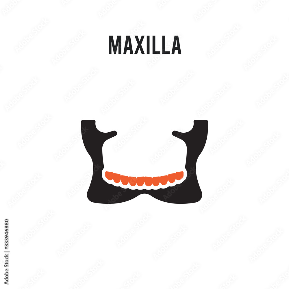Maxilla vector icon on white background. Red and black colored Maxilla ...