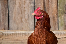 Rooster, Chicken, Chanterelle, Fowl Free Stock Photo - Public Domain ...