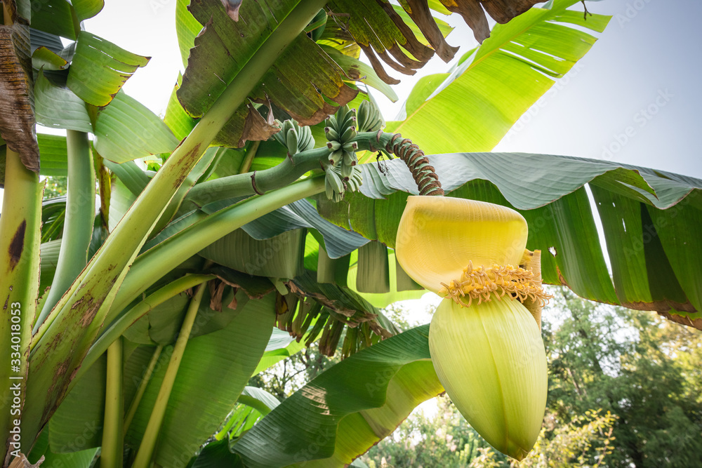 Banana tree showing fruit and inflorescence. Musa acuminata, native to ...