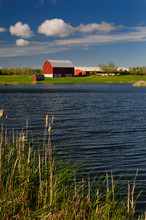 Cattails On A Farm Free Stock Photo - Public Domain Pictures