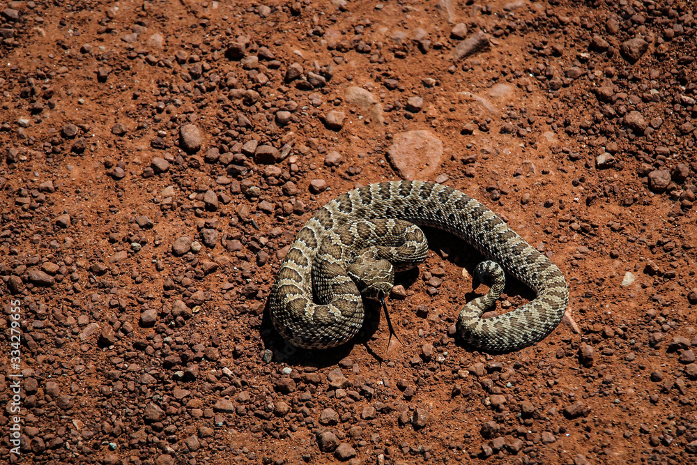 Small Prairie Rattlesnake, curled and ready to strike, on a red dirt ...