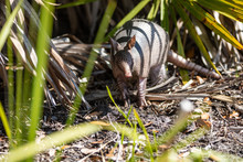 Nine Banded Armadillo Free Stock Photo - Public Domain Pictures