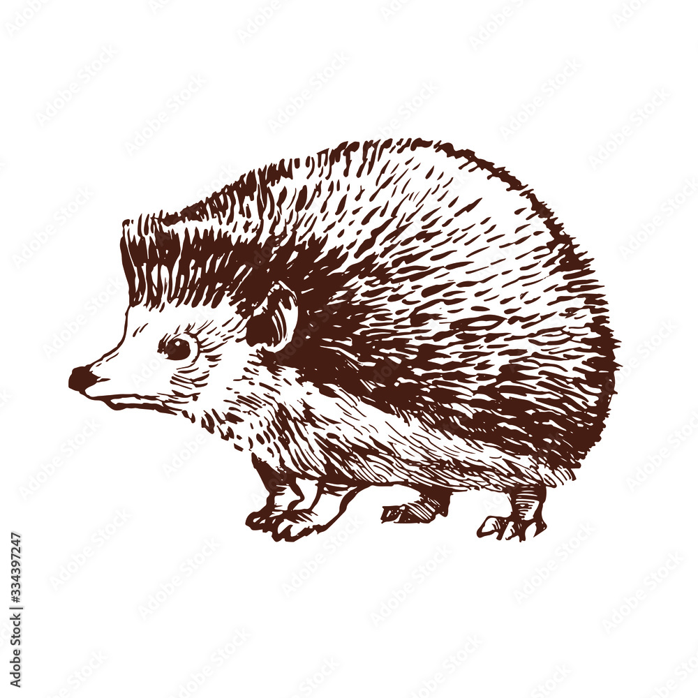 Cute Hedgehog line art on white background. Design for coloring book ...