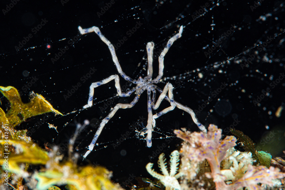 Sea spider Stock Photo | Adobe Stock