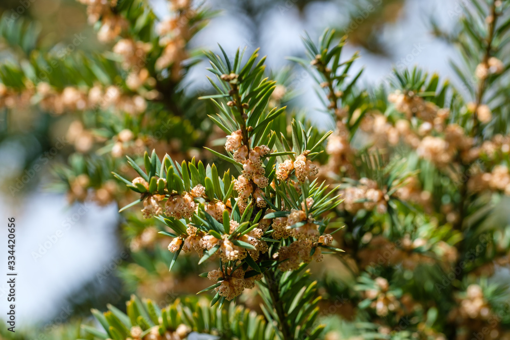 Ein Zweig der Europäische Eibe (lat. Taxus baccata) mit Blütenpollen im ...