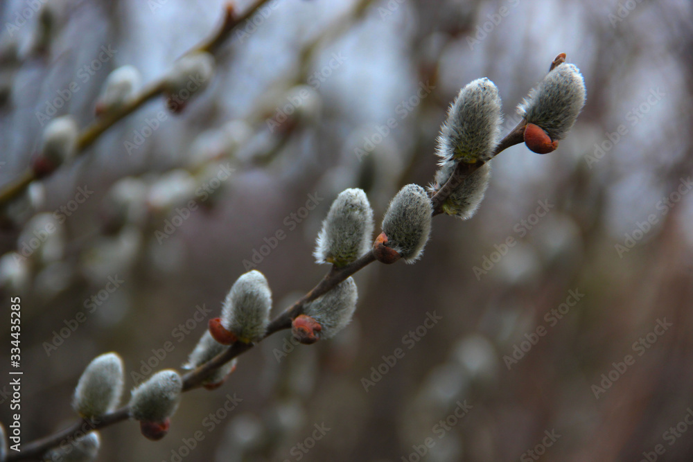 Willow flowering Close-up. Natural Spring Easter Palm Sunday Background ...
