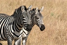 Two Zebras Together Free Stock Photo - Public Domain Pictures
