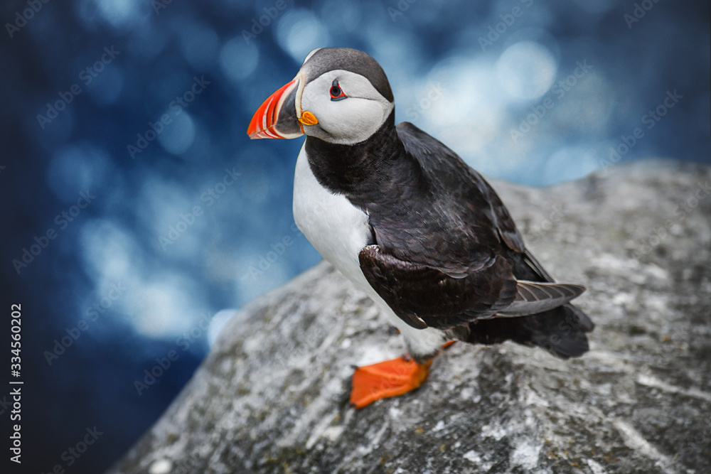 Atlantic Puffins bird or common Puffin in ocean blue background ...