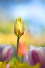 Tulipanes, flores, rosa Stock de Foto gratis - Public Domain Pictures