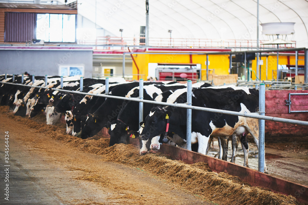 Cow Milk Industrial Automated Farm. Cows in the paddock with tags on ...