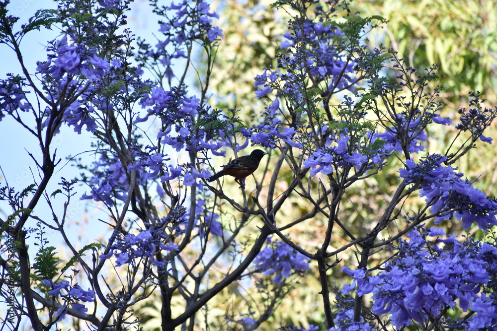 Árbol de Jacaranda con ave de color amarillo の Stock フォト | Adobe Stock