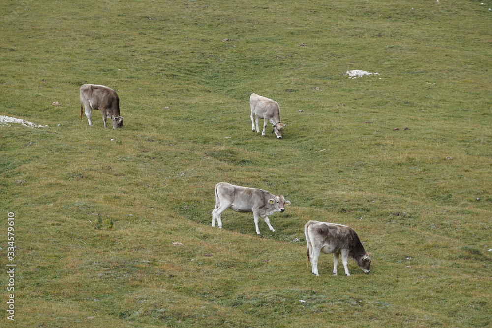Grazing cows on Alp in the Dolomite Mountains / Mastle Alp / Puez ...