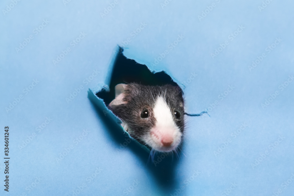 Cute mouse peeking through a ripped hole in a blue paper Stock Photo ...
