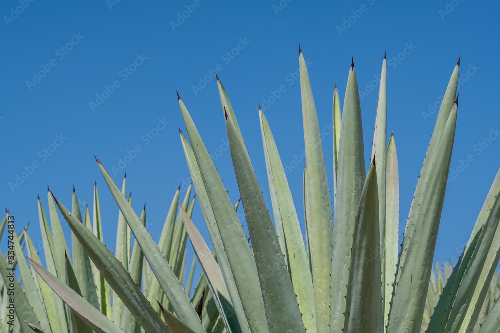 Thorn leaves of espadín "smallsword", (Agave angustifolia), the ...