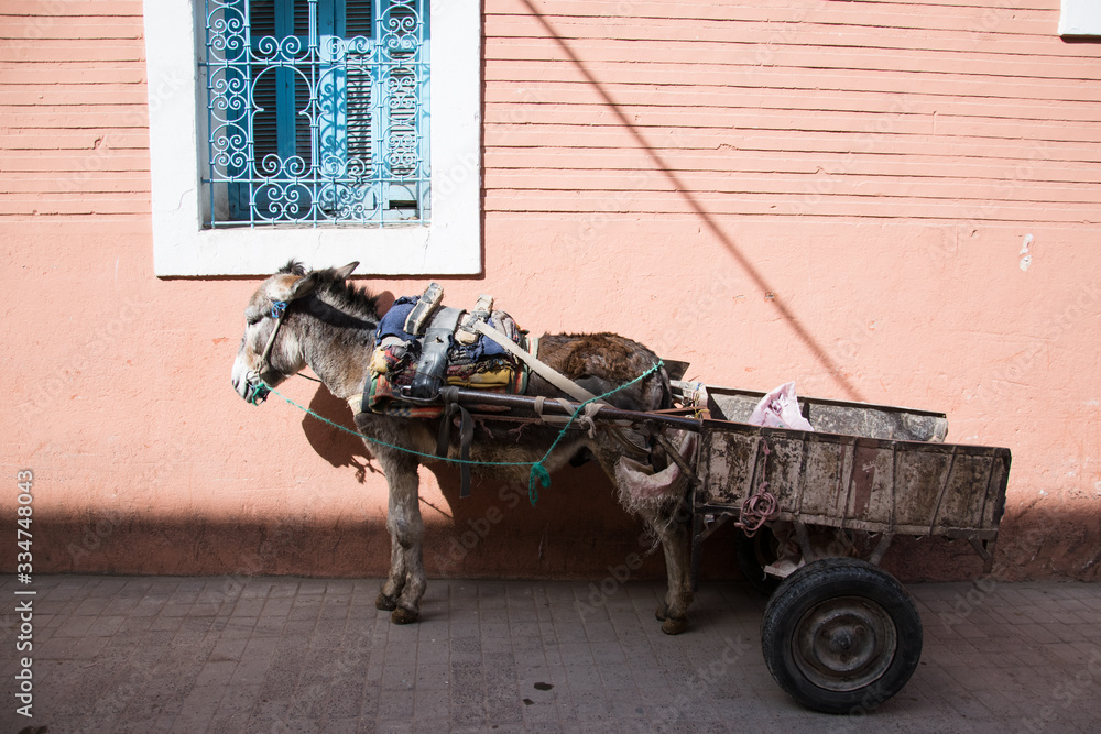 Una mula de carga atada a una carro en Marruecos Stock Photo | Adobe Stock
