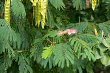 Mimosa Seed Pods On Tree Free Stock Photo - Public Domain Pictures