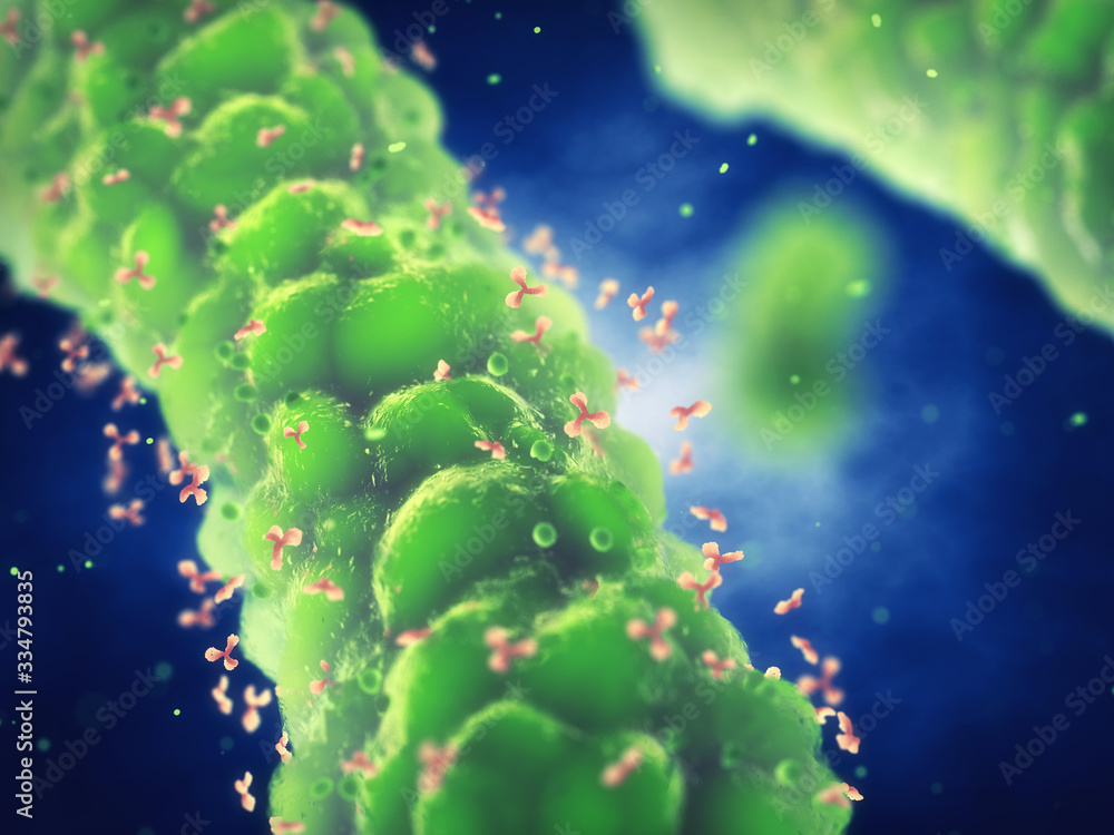 Antibodies attaching to pathogenic bacteria, Immune system response to ...