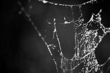 Dew On A Spider Web Free Stock Photo - Public Domain Pictures