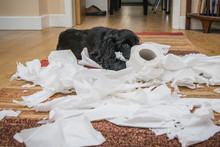 Cute Dog On Crumpled Paper Free Stock Photo - Public Domain Pictures