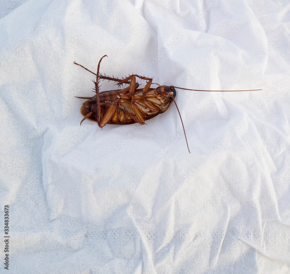 Dead cockroach is on toilet paper, it is dirty insct, do not touch it ...