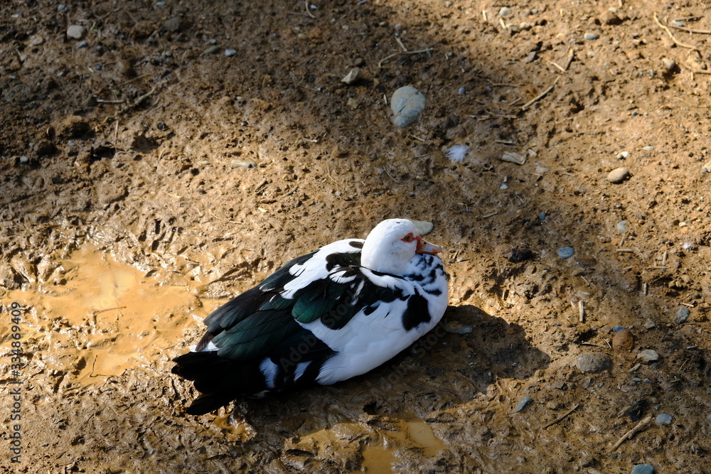 Ducks in a birdhouse in Batumi, Georgia. Domestic species: musky duck ...
