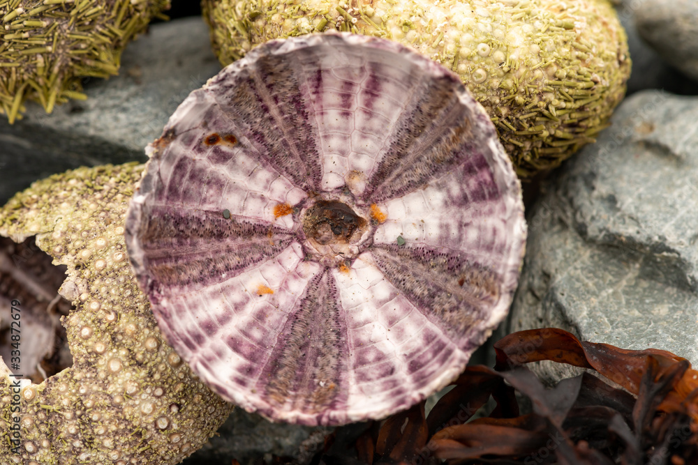 Sea urchins shells and one from the underside. The pink uni's shell is polished and evenly ...