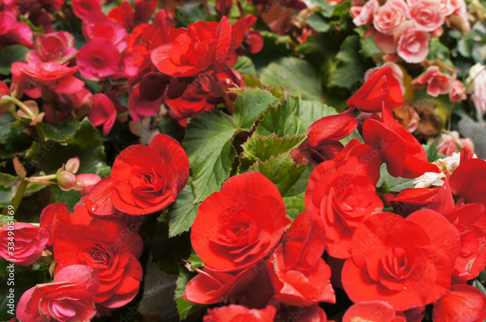 Begonia Roses planted in a plant nursery in Cameron Highland, Malaysia ...