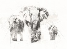 Elephant Draw, Sketch Gratis Stock Bild - Public Domain Pictures