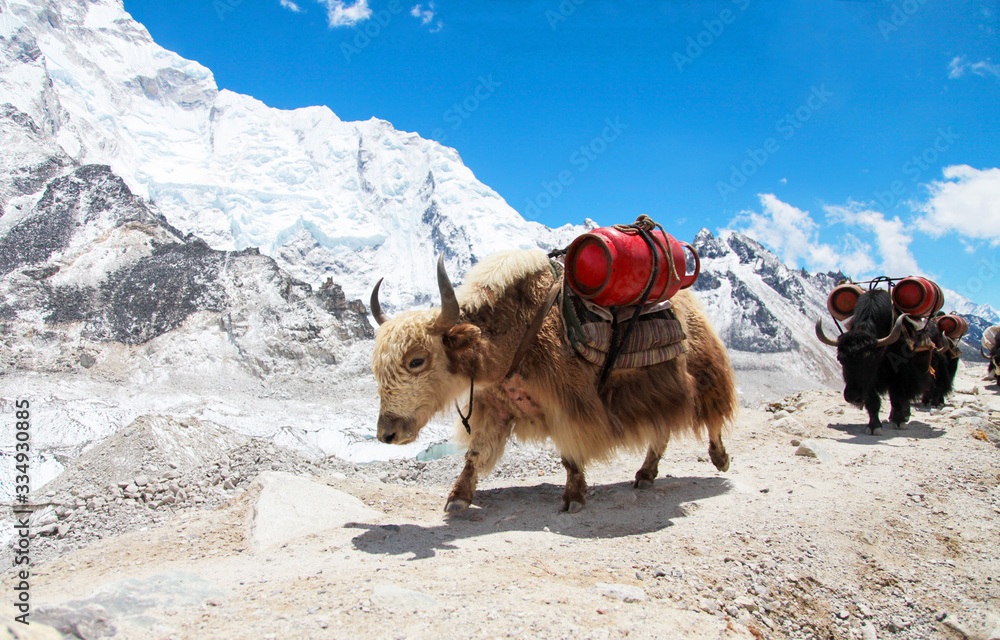 Foto de Stock Group of Yaks carrying goods along the route to Everest Base Camp in the Himalayan ...
