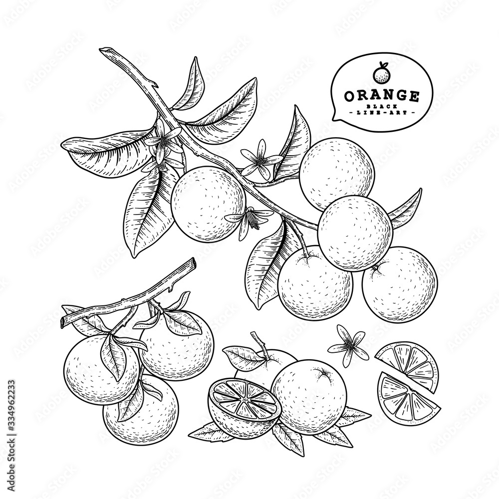 Vector Sketch citrus fruit decorative set. Orange. Hand Drawn Botanical Illustrations. Black and ...