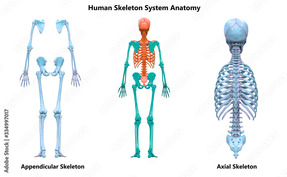 Human Skeleton System Axial and Appendicular Skeleton Anatomy Stock ...
