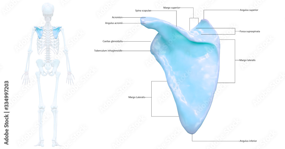 Human Skeleton System Scapula Bone Joints Described with Labels Anatomy ...
