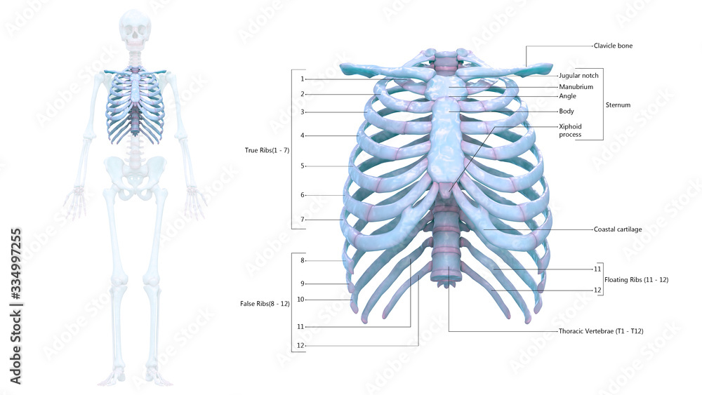 Human Skeleton System Thoracic Skeleton Described with Labels Anatomy ...