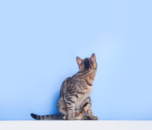 Cat Turning Around Free Stock Photo - Public Domain Pictures