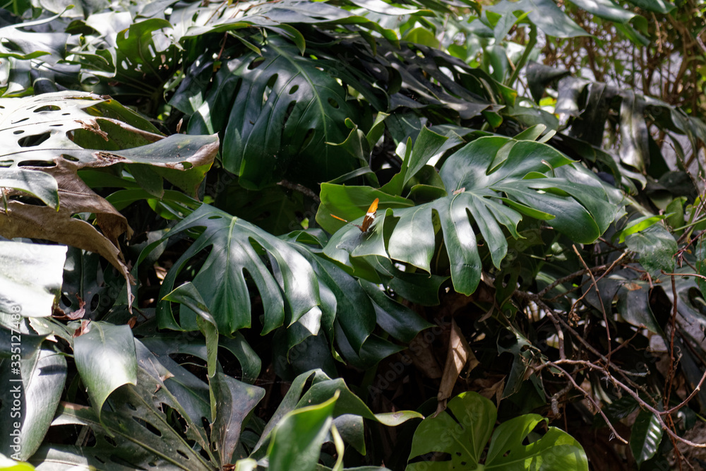 Foto de Stock Monstera deliciosa (common names: Ceriman, Swiss Cheese ...